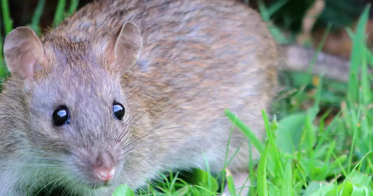 Proofpoint Q4 2019 Threat Report and Year in Review — The Year of the ...