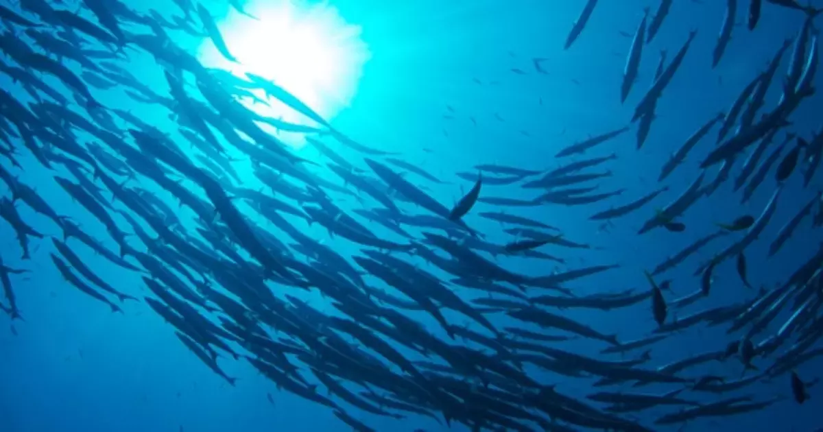 Phishing - It Takes A Fish To Catch A Phish | Proofpoint US